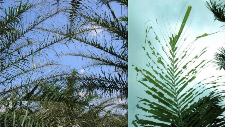 Hati-Hati Hama Ulat Api! Intip Cara Pengendaliannya Pada Tanaman Sawit ...