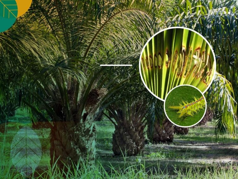 Hati-Hati Hama Ulat Api! Intip Cara Pengendaliannya Pada Tanaman Sawit ...