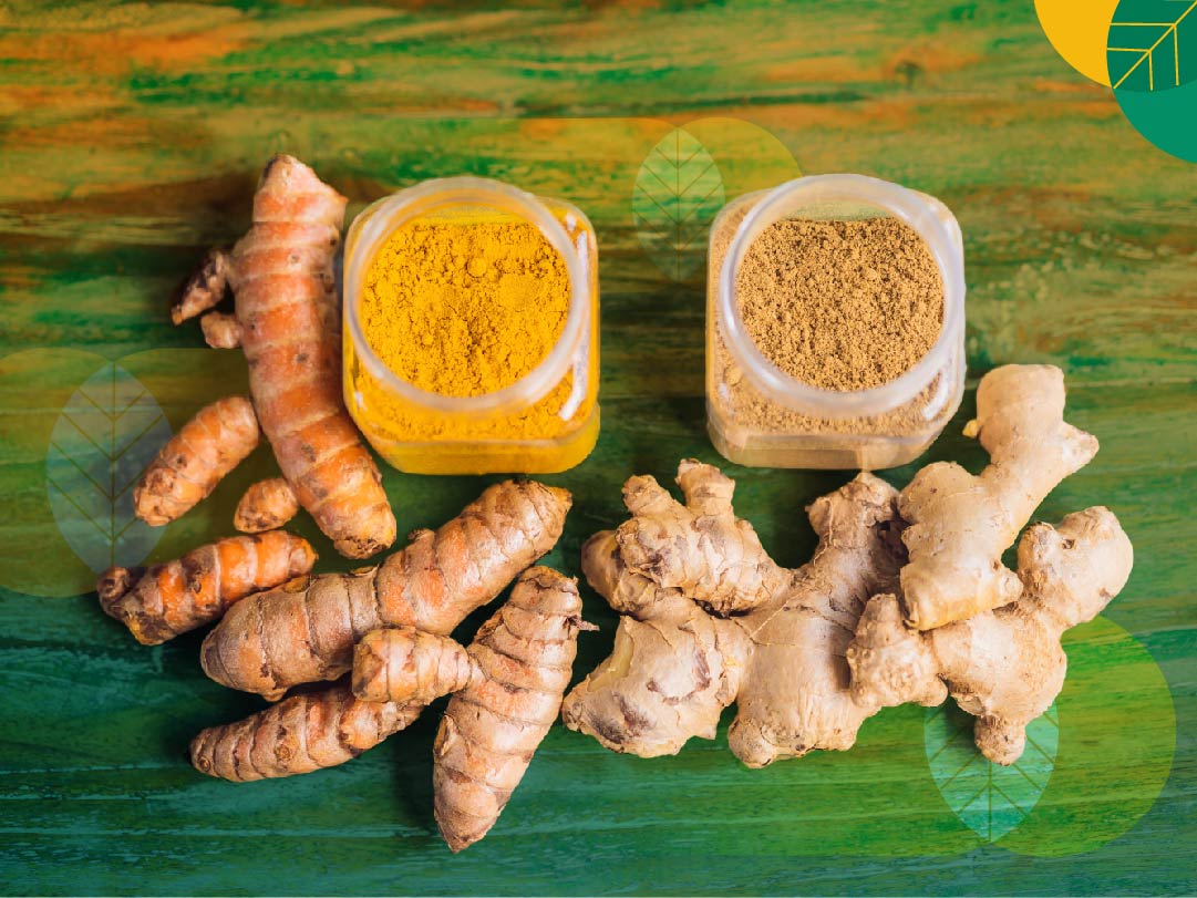 Khasiat Rimpang untuk Mempertahankan Daya Tahan Tubuh | Gokomodo