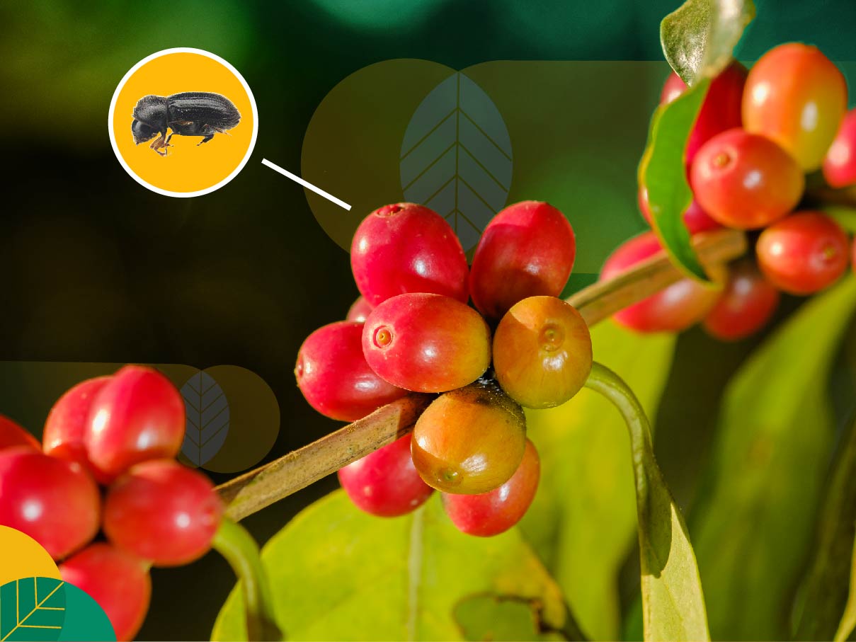 Hindari Produktivitas Menurun, Waspadai Jenis Hama Ini pada Kopi ...