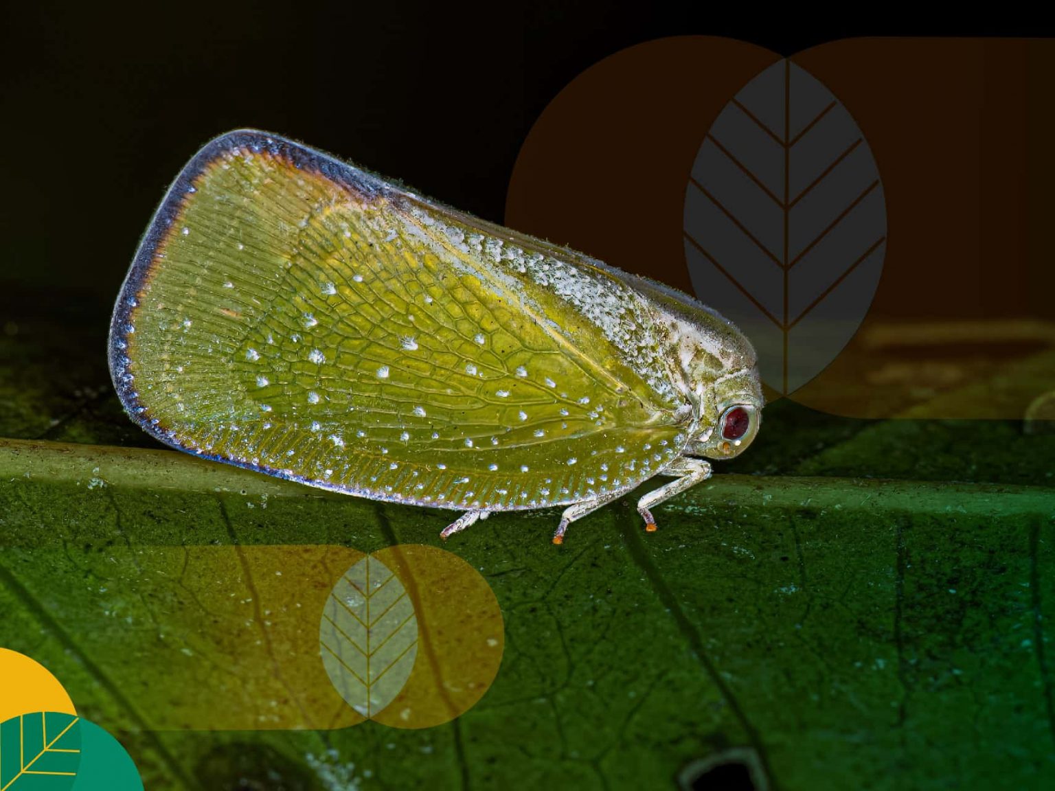 Kenali Hama Wereng Lebih Dekat Agar Tanamanmu Selamat | Gokomodo