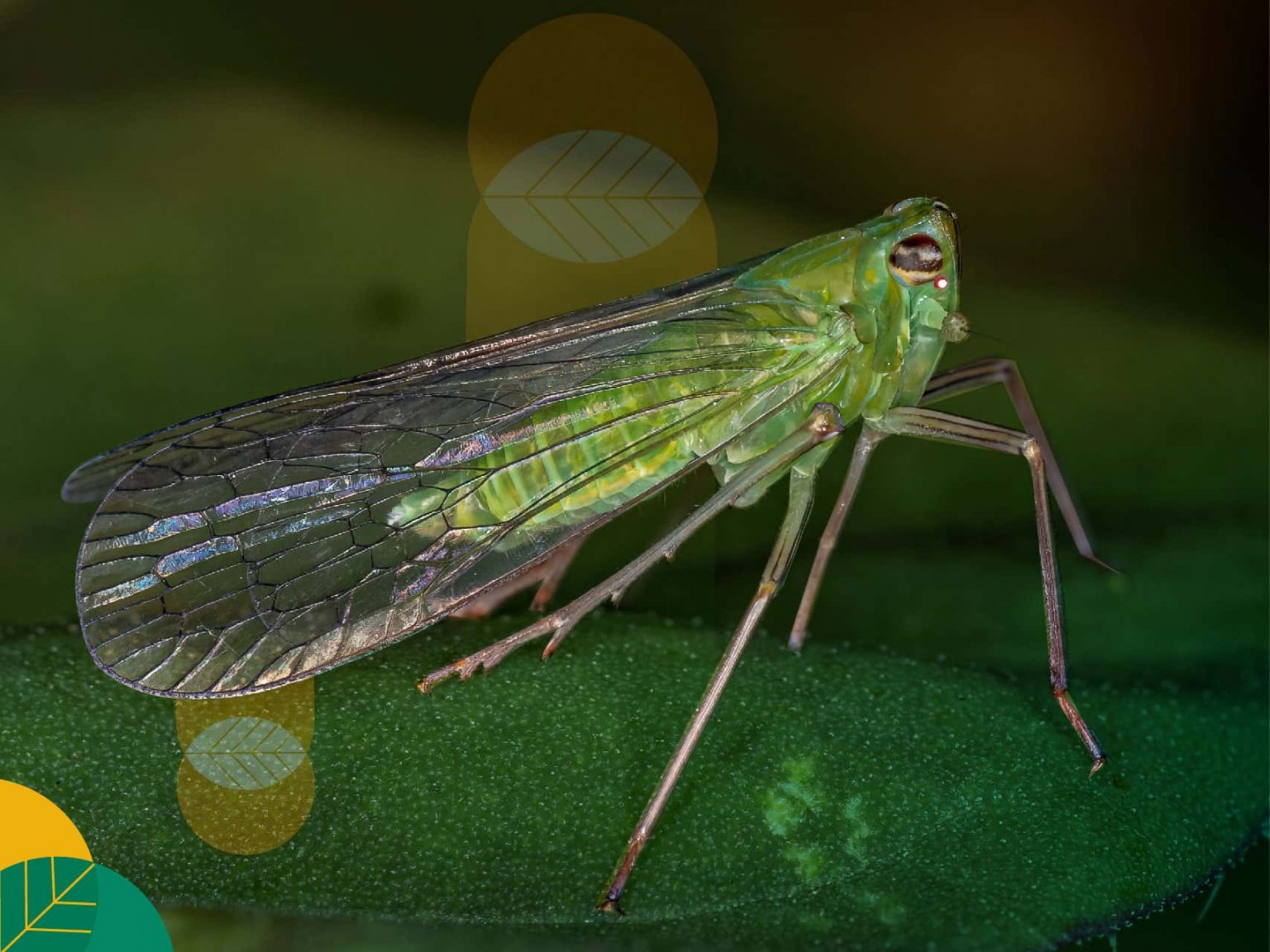 Cara Pengendalian Hama Wereng yang Perlu Kamu Tahu | Gokomodo