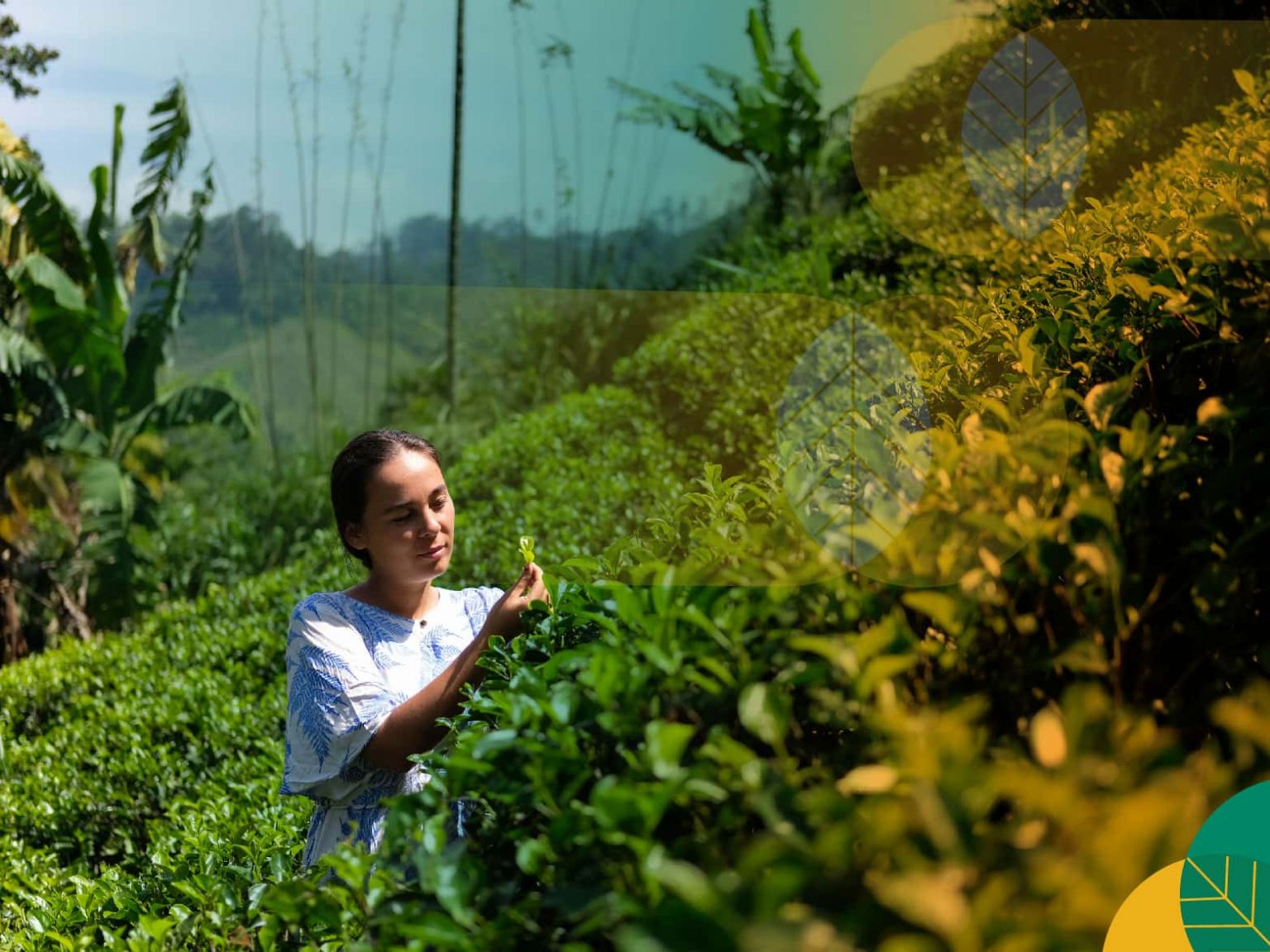 Ini Dia Manfaat Lain Tanaman Teh Bagi Alam | Gokomodo