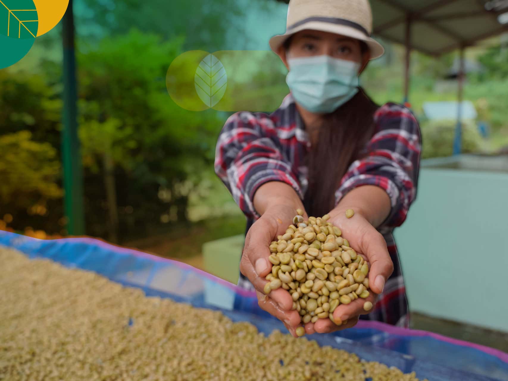 4 Perbedaan Kopi Robusta dan Arabika | Gokomodo