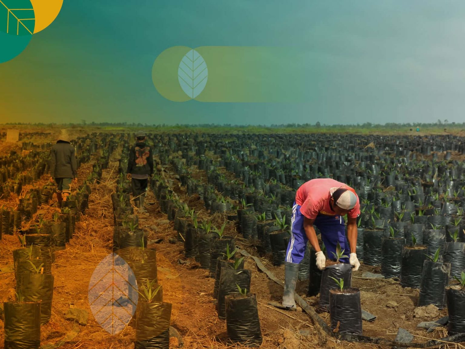 Masa Depan Industri Kelapa Sawit di Indonesia Ada di Tangan Petani ...