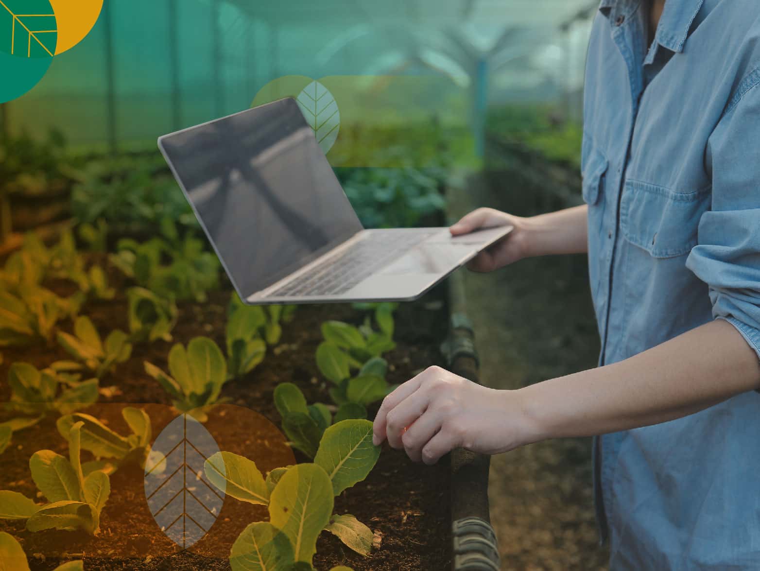 Mengenal Agribisnis dan Manfaatnya | Gokomodo