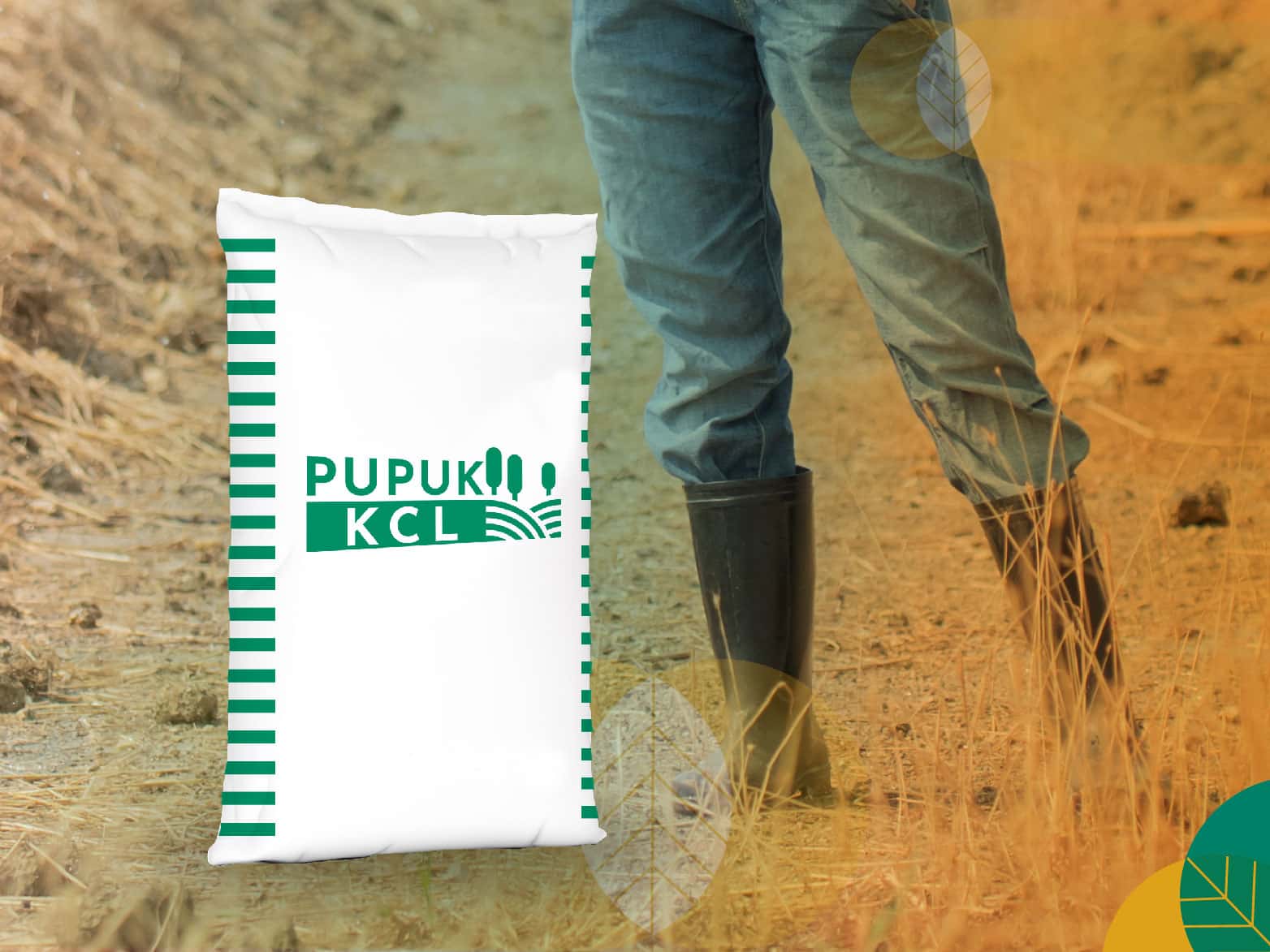 Mengenal Pupuk KCL beserta Keunggulan dan Fungsinya | Gokomodo