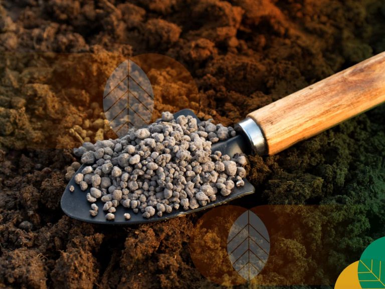 Apa Saja Bahan untuk Membuat Pupuk Fosfat Alami? | Gokomodo