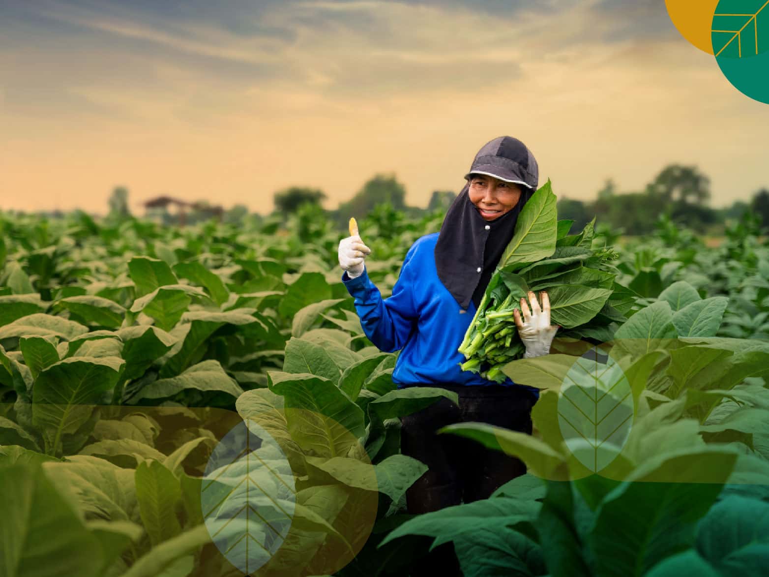 Pelajari Lebih Jauh Tentang Jenis tanaman Tembakau | Gokomodo