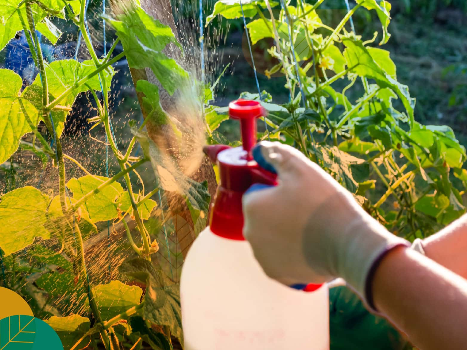 Cabai dan Daun Tomat Sebagai Insektisida Alami | Gokomodo