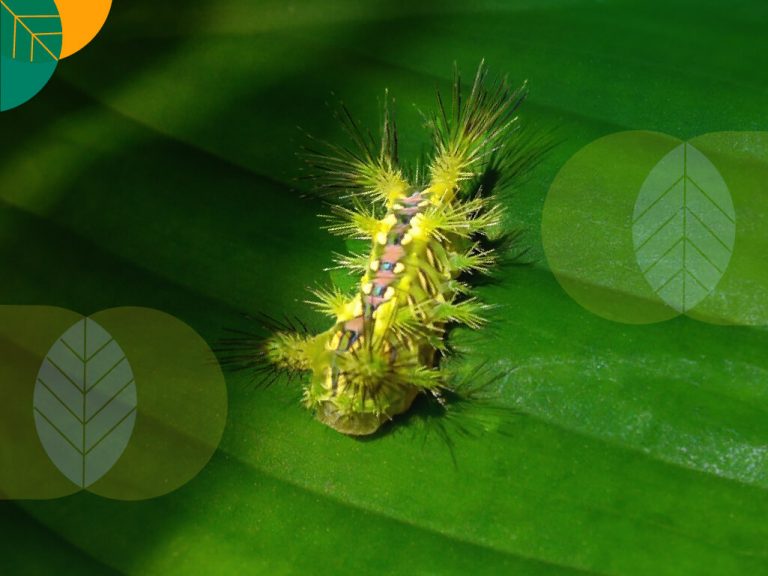 4 Jenis Ulat Api Kelapa Sawit | Gokomodo