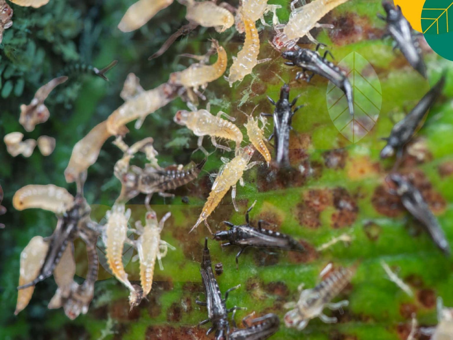 Serangan Masif Hama Thrips Sedang Terjadi, Simak Penjelasannya Berikut ...