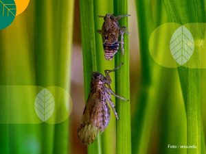 Hama Wereng pada Padi Beserta Cara Pengendaliannya | Gokomodo