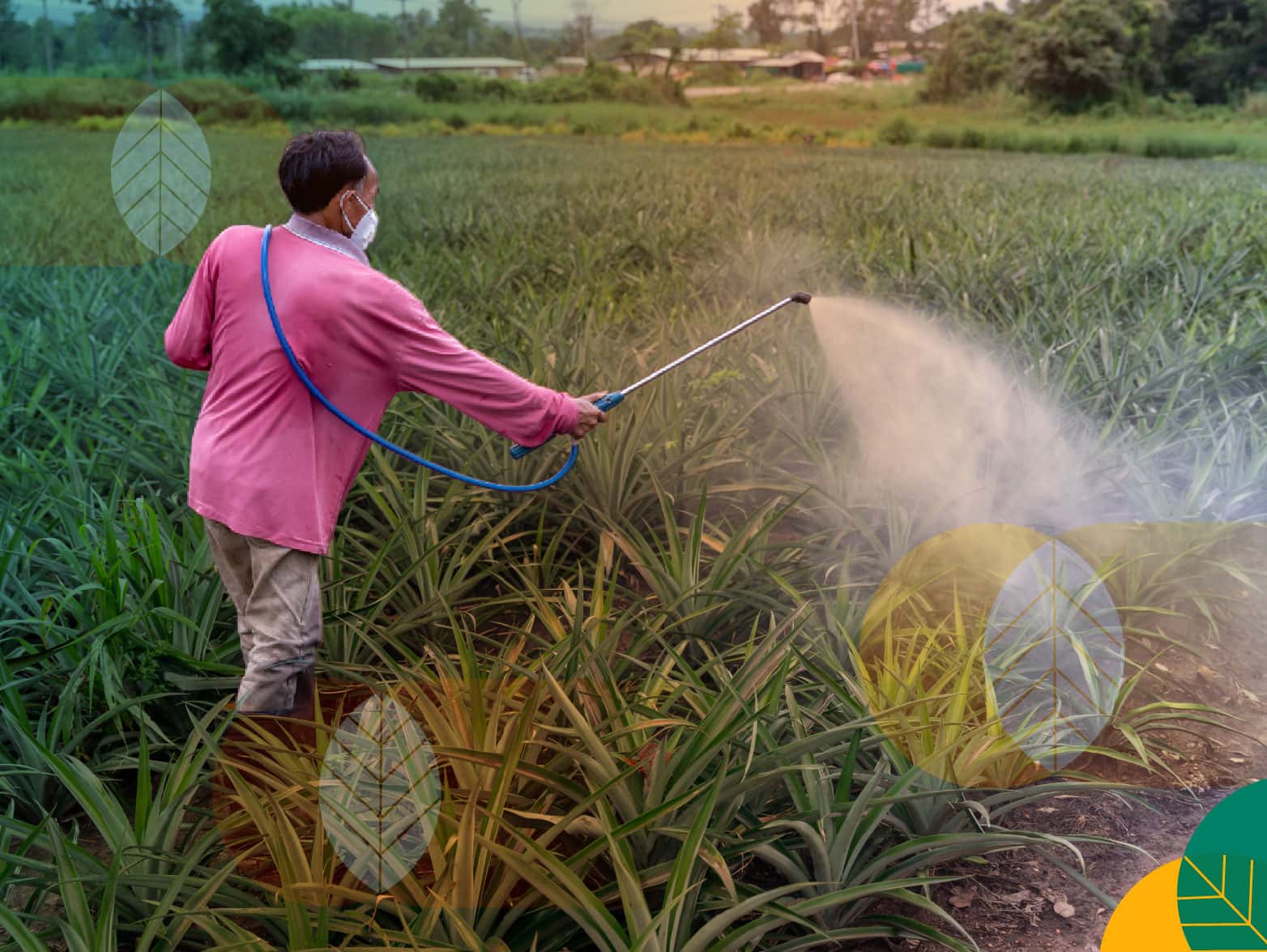 Pahami dengan Baik Pedoman Mencampur Pestisida Tepat dan Aman | Gokomodo