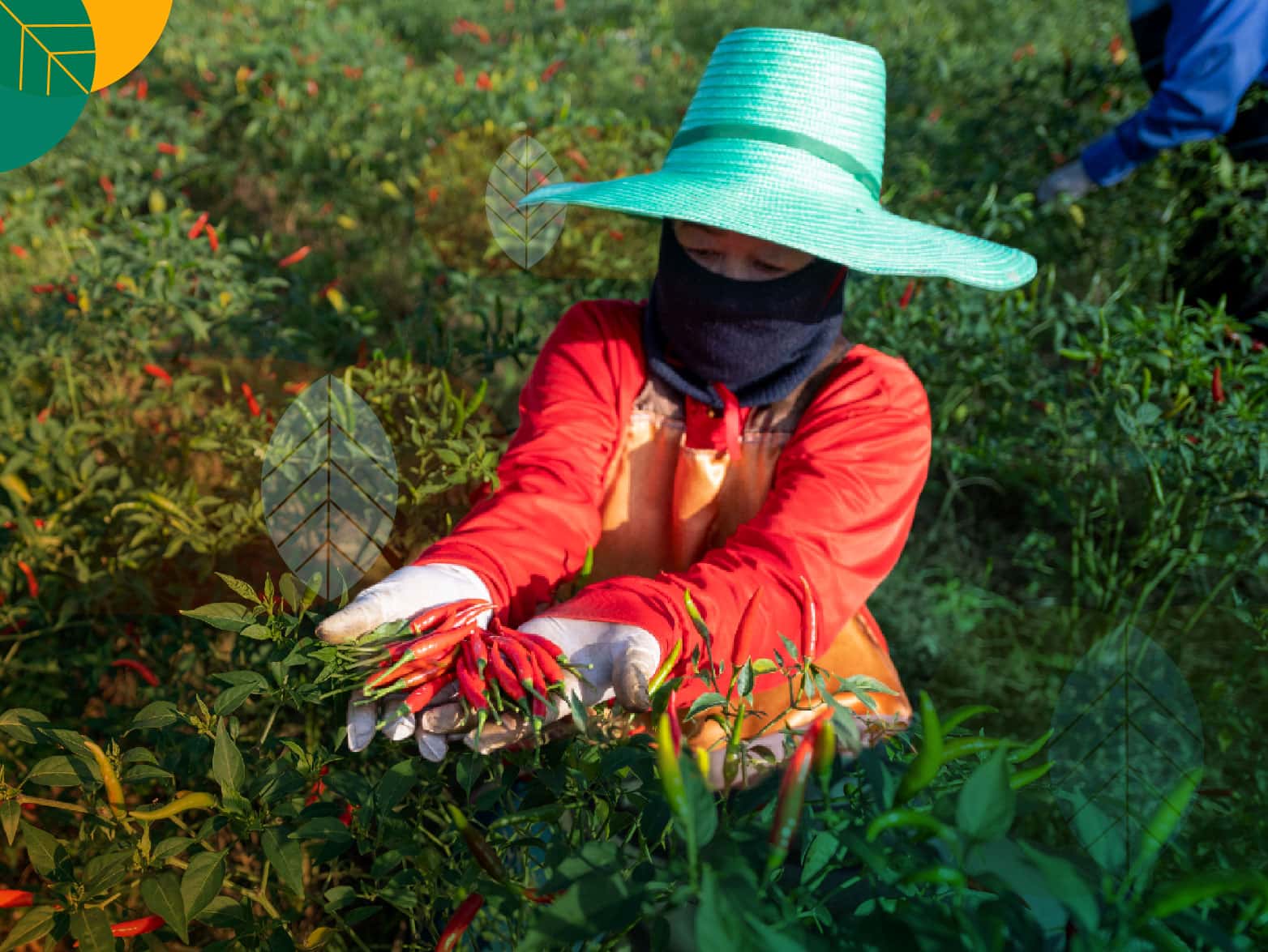 4 Teknik dan Cara Budidaya Cabai Hingga Panen Melimpah | Gokomodo