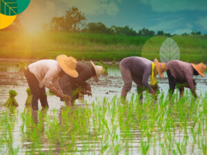 Revolusi Hijau, Sebuah Evolusi Pertanian di Indonesia | Gokomodo