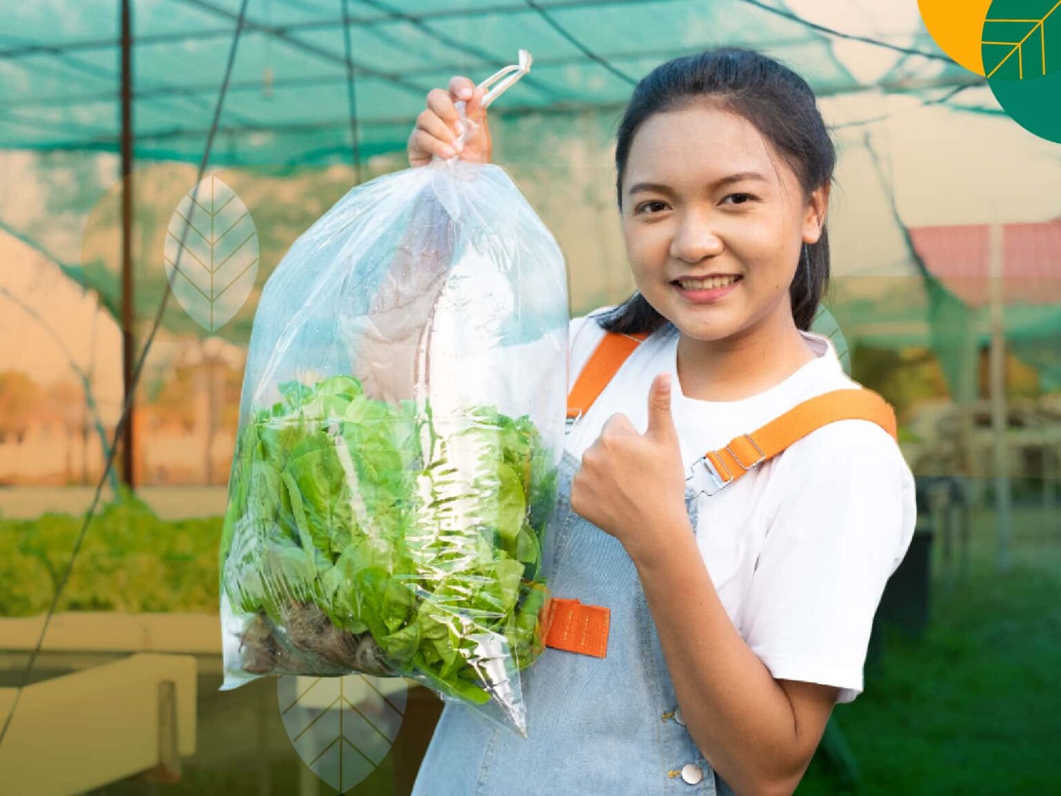 2 Cara Budidaya Tanaman Sayuran Mudah yang Bisa Kamu Coba! | Gokomodo