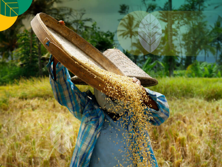 Padi Siap panen: Panduan Panen Padi secara Optimal | Gokomodo