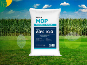 Mengenal Pupuk MOP, Manfaat dan Penggunaannya dalam Pertanian | Gokomodo