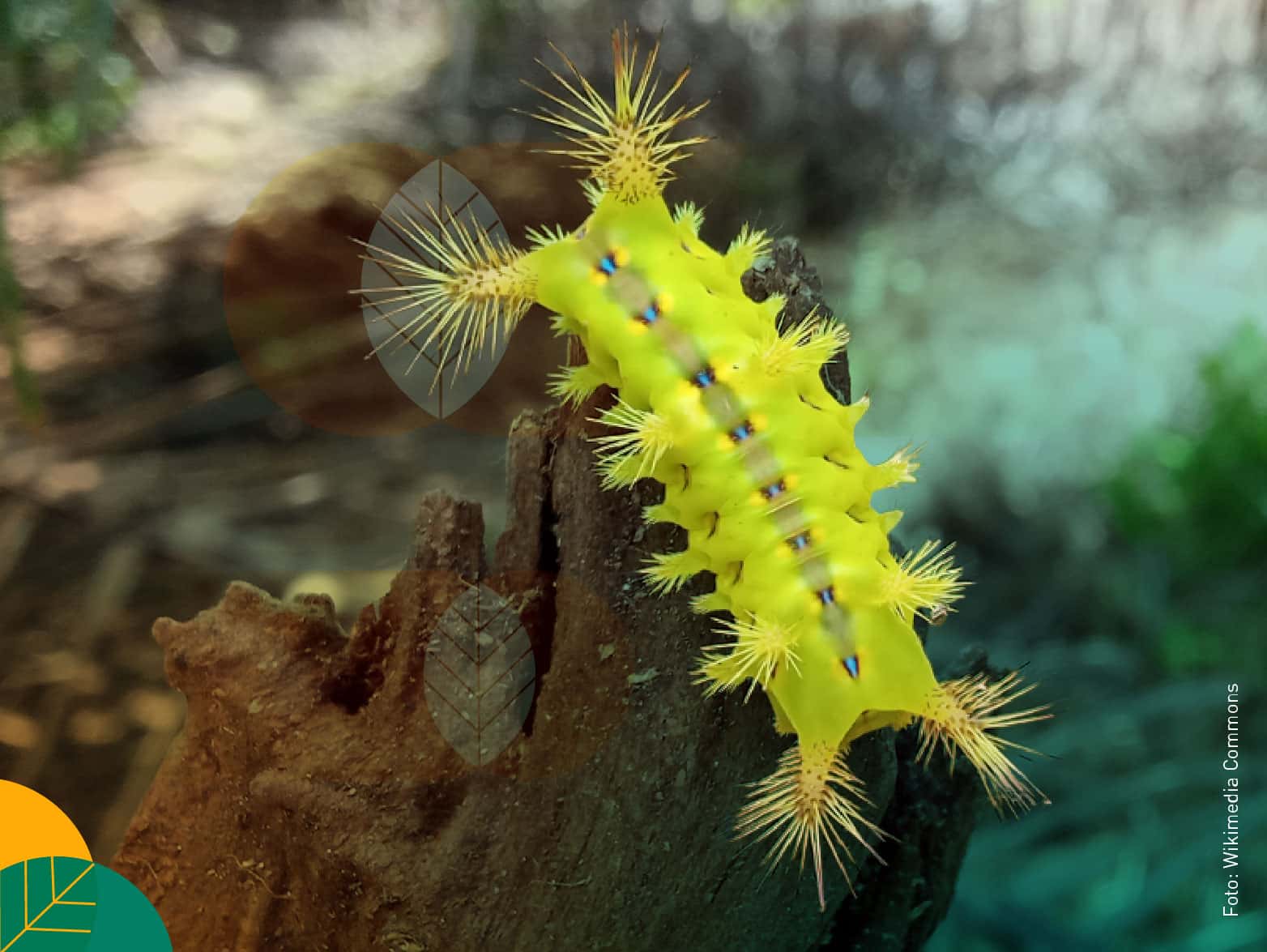 Inilah Jenis Hama Ulat Api yang Sering DItemui di Indonesia | Gokomodo