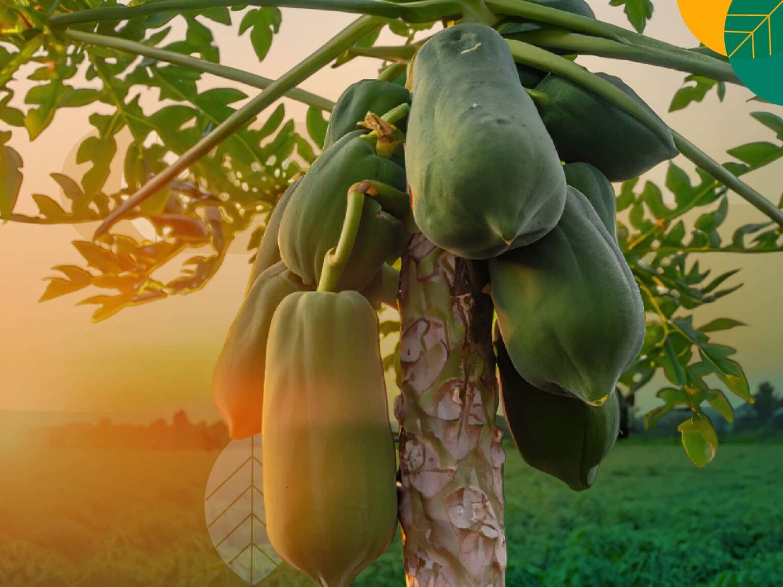 Inilah 9 Tanaman Buah Cepat Panen untuk Kebun Pribadi | Gokomodo