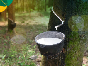 Fakta Menarik Pohon Karet yang Perlu Kamu Tahu! | Gokomodo