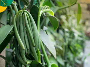 10 Hal Penting dalam Budidaya Vanili yang Perlu Kamu Tahu | Gokomodo