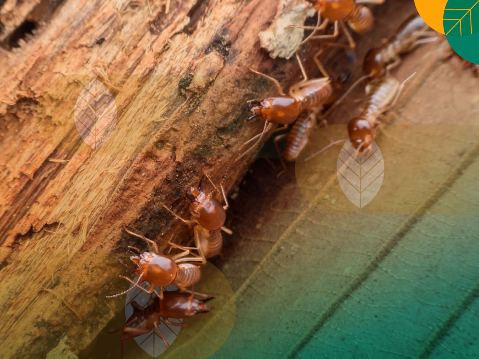 Tanaman Dipenuhi Rayap? Simak Berbagai Cara Membasmi Rayap Berikut Ini ...