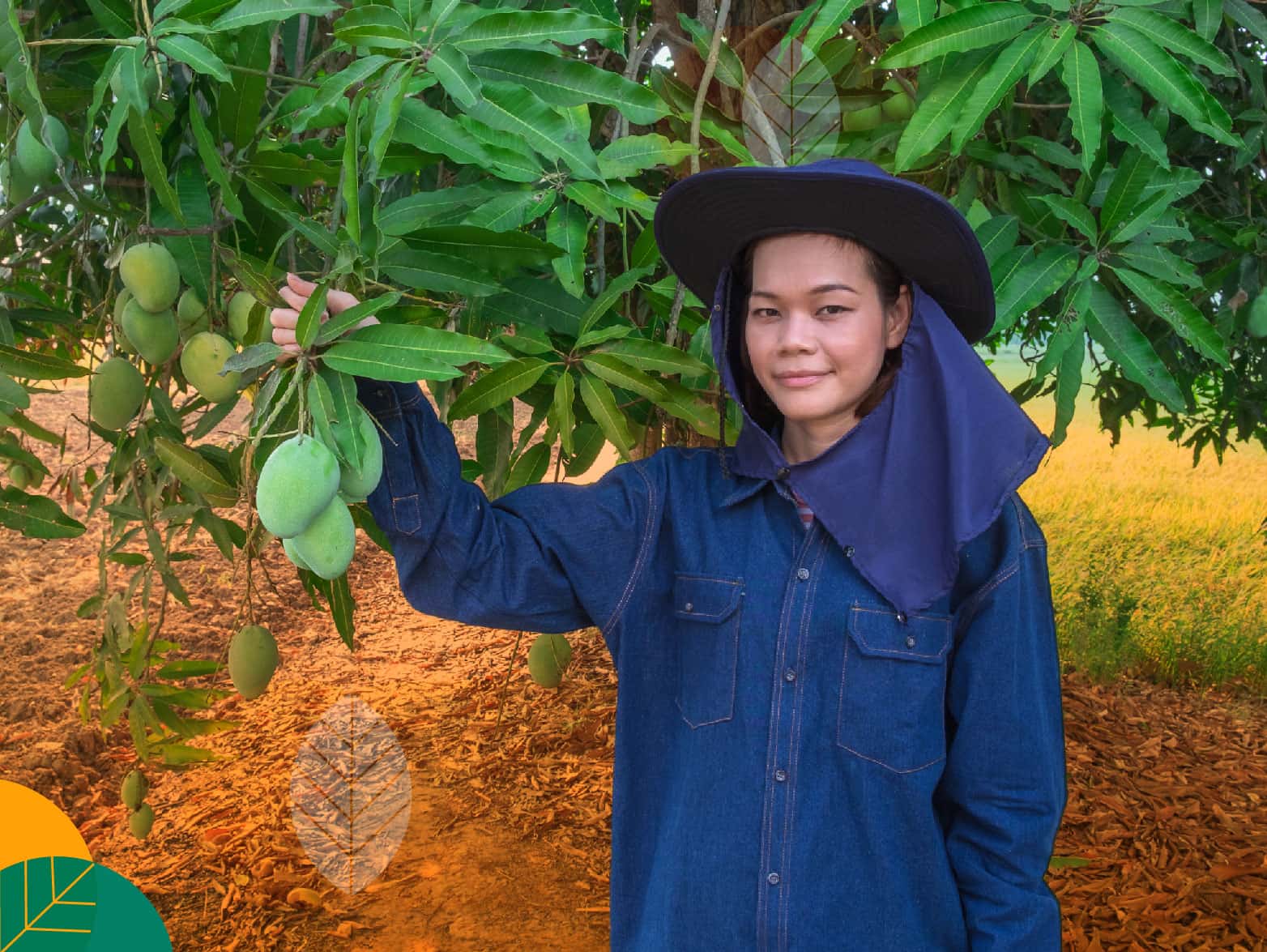 Penting! Begini Cara Panen dan Pascapanen Mangga yang Benar | Gokomodo