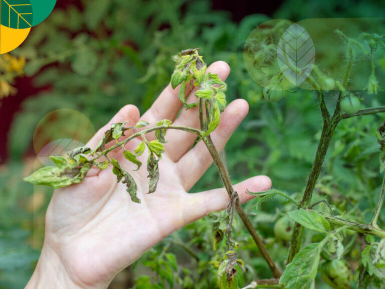 Layu Fusarium Ternyata Mengancam Hasil Panen Tanaman Ini | Gokomodo