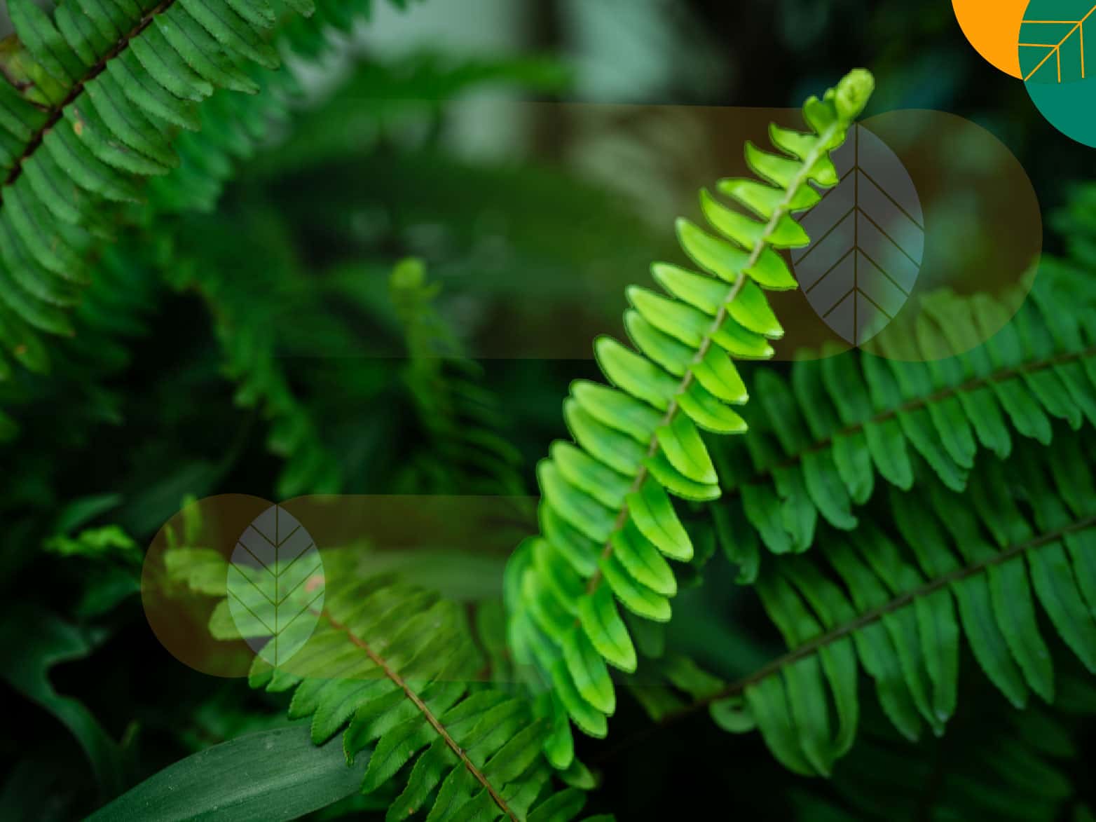 Inilah Klasifikasi Gulma Perkebunan yang Perlu Kamu Tahu! | Gokomodo