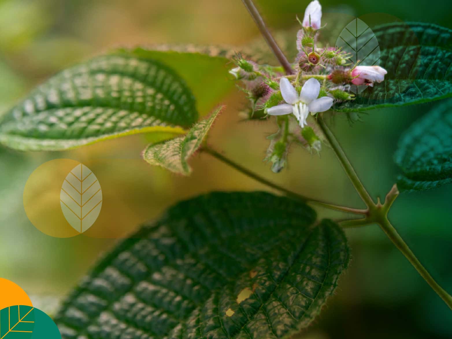 Apa Saja Contoh Gulma Daun Lebar di Sekitar Kita? Kenali Ciri-cirinya ...