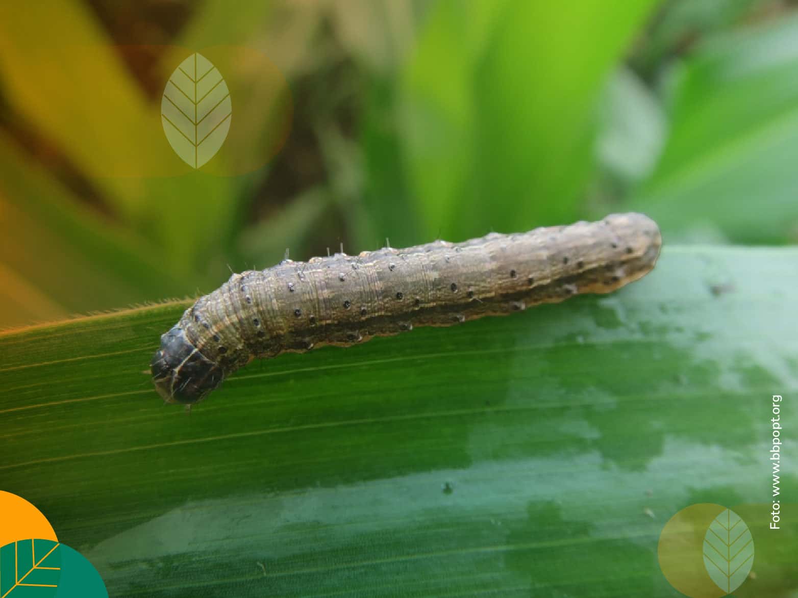 Hama Ulat Grayak Yang Menghantui Tanaman Jagung | Gokomodo