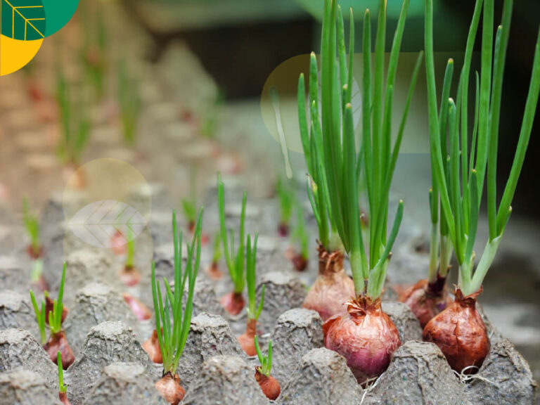 Sukses Besar! Tips Membuat Bibit Bawang Merah Unggul | Gokomodo