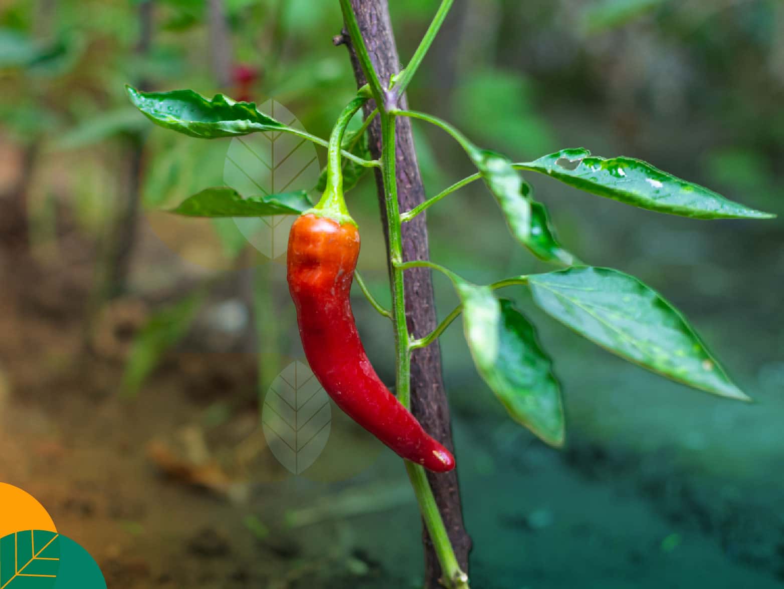 Pentingnya Mengatur Jarak Tanam Cabai Rawit di Lahan Perkebunan | Gokomodo