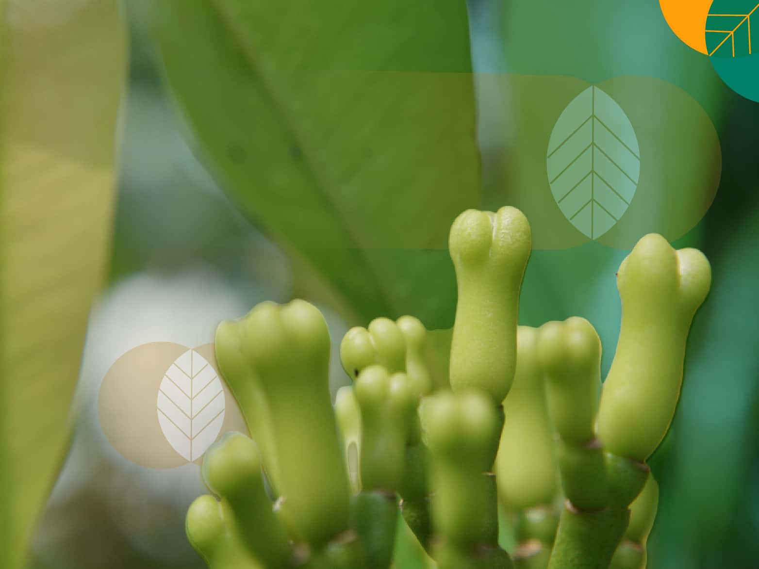 Mengenal Proses Pembibitan dan Pemupukan dalam Budidaya Cengkeh | Gokomodo