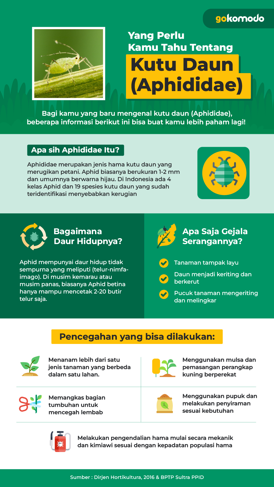 Gonjang Ganjing Ketahanan Pangan Terganggu Karena Kutu Daun Aphididae ...