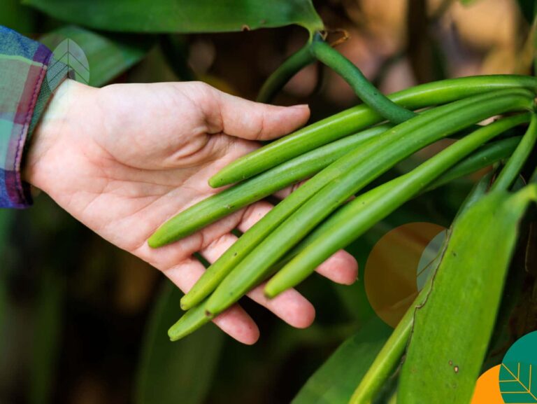 Catatan Penting Untuk Pengendalian Hama dan Penyakit dalam Budidaya ...