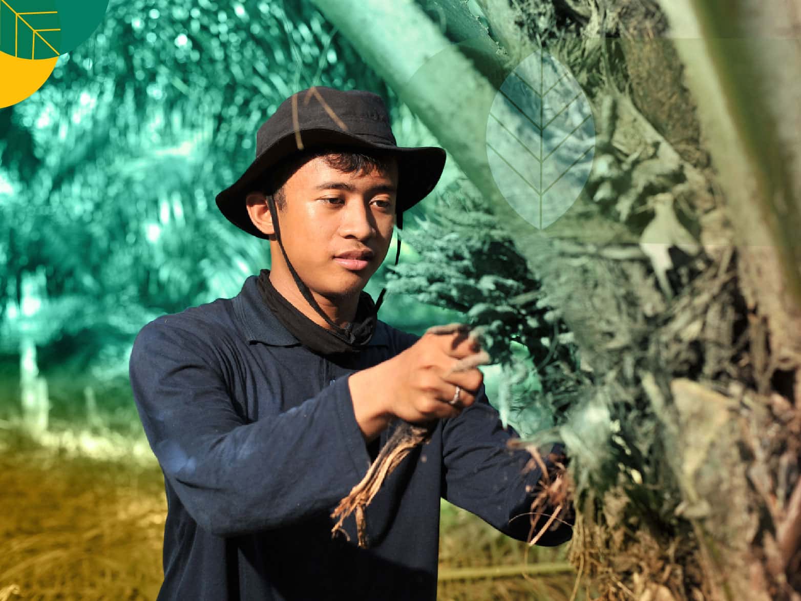 Jangan Mau Rugi Saat Budidaya Kelapa Sawit Karena Serangan Hama Ini ...