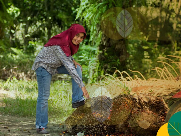 Makin Jago Budidaya Kelapa Sawit! Simak Cara Tanam dan Panennya, Yuk ...