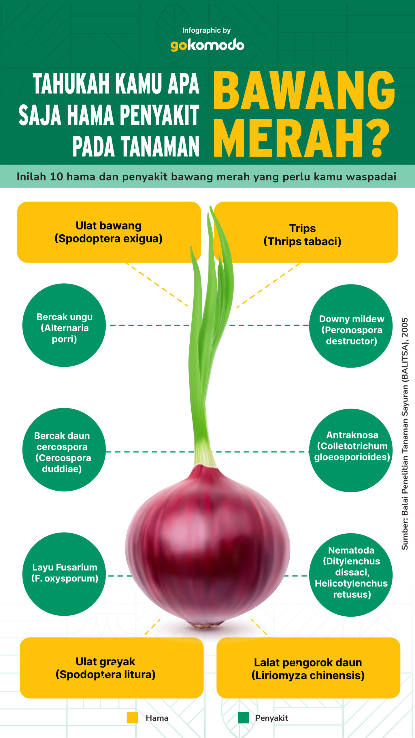 Simak Inilah Hama Penyakit Budidaya Bawang Merah Yang Perlu Kamu ...