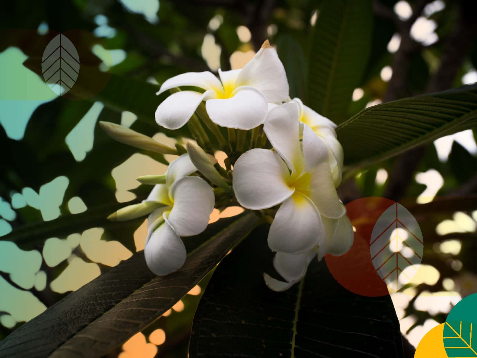 Tutor Lengkap Proses Budidaya Vanili Dengan Mudah | Gokomodo