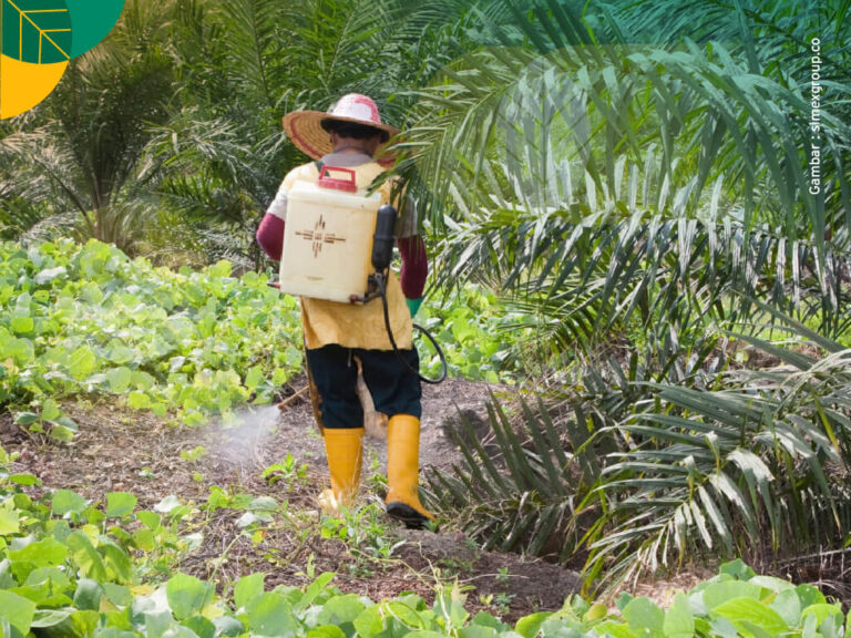 Jangan Dulu Mulai Masuk Perkebunan Kelapa Sawit! Pelajari Pestisida ...