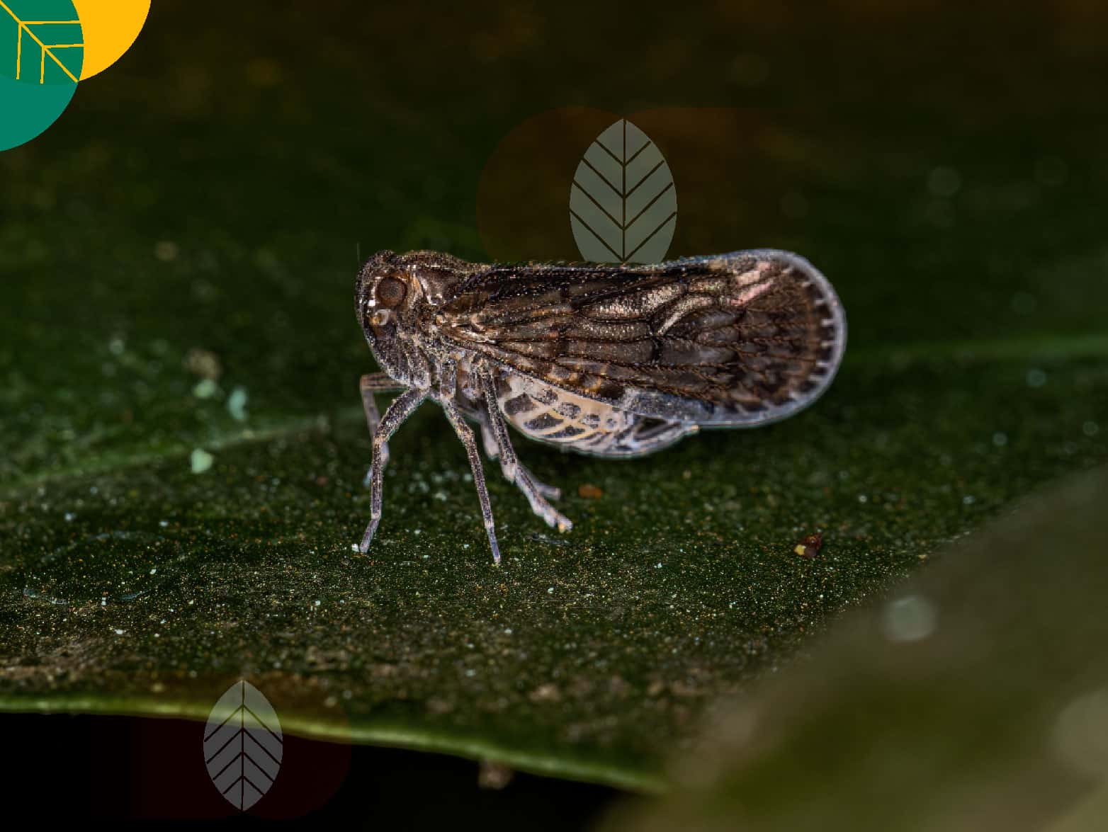Hama Wereng Jadi Musuh Besar Bagi Petani. Kok Bisa? | Gokomodo