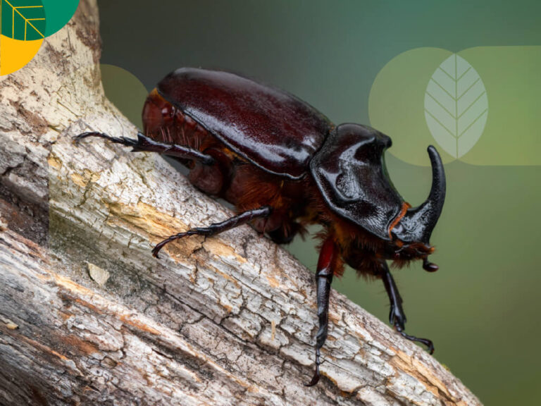 Apa Saja Jenis Kumbang yang Merugikan dan Menguntungkan Petani Kelapa ...