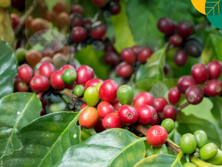 Pecinta Kopi Merapat! Begini Cara Merawat Pohon Kopi Arabika dengan ...