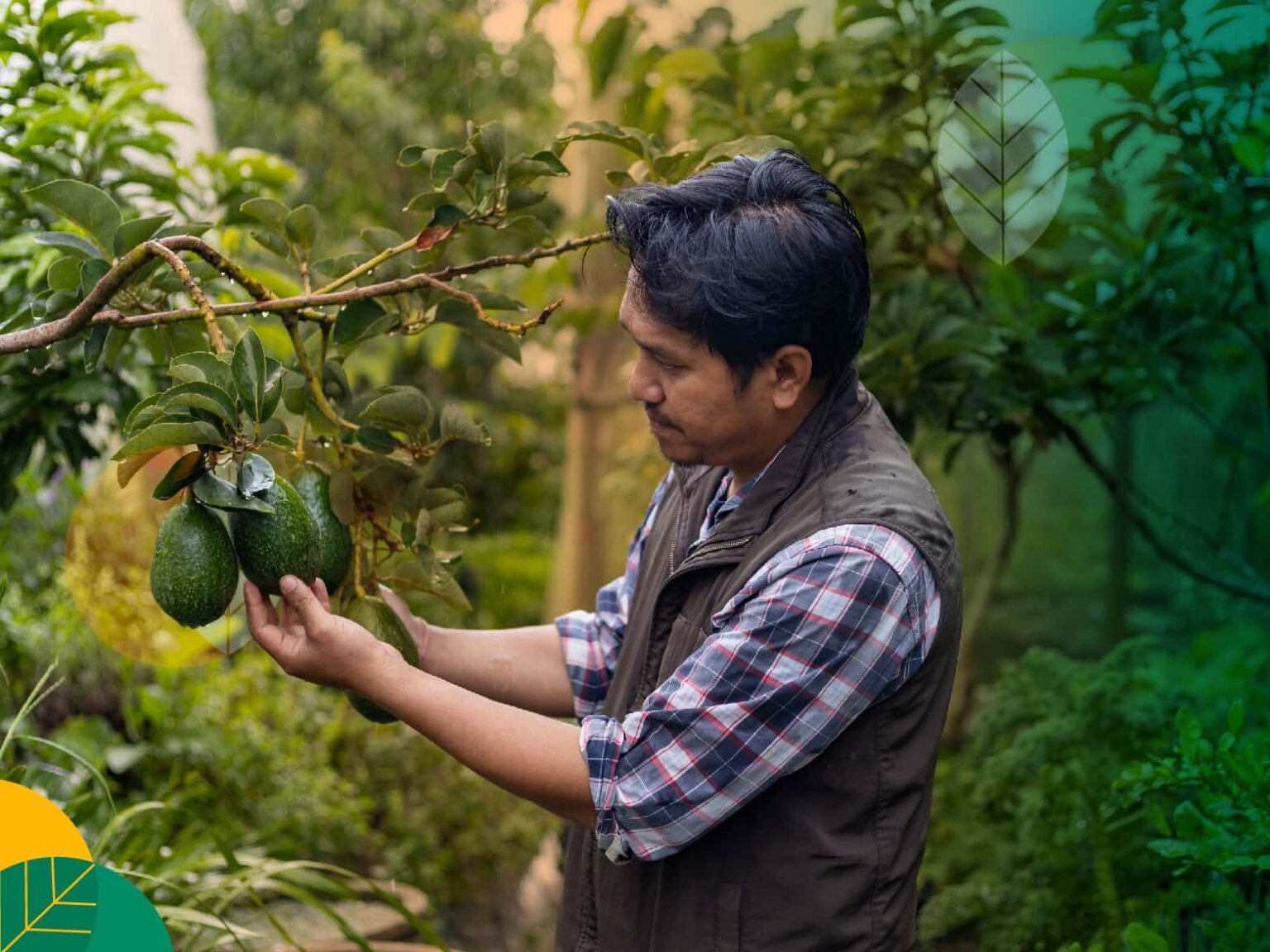 5 Pohon Buah yang Menguntungkan, Cocok Jadi Sumber Cuan | Gokomodo