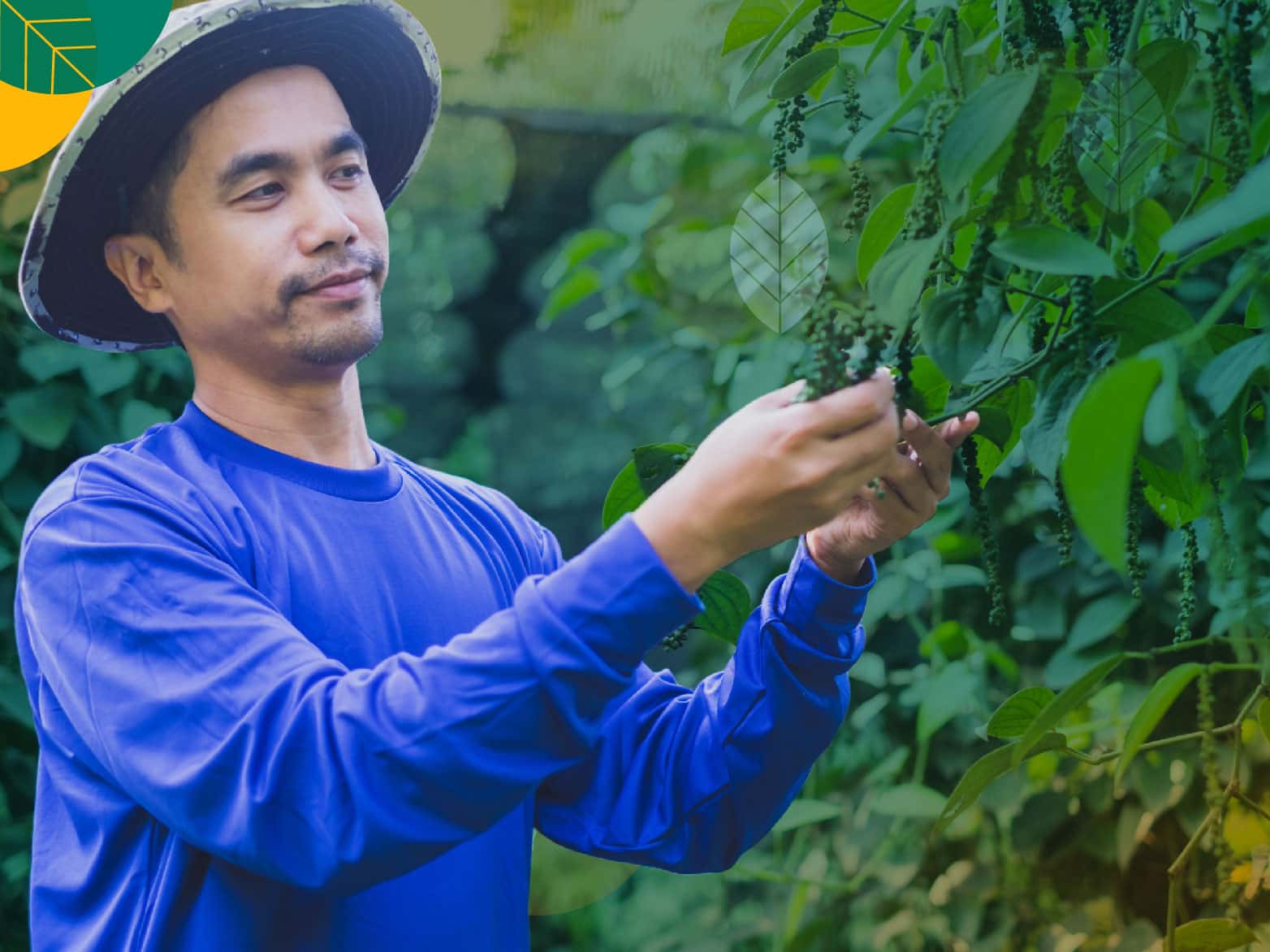 Ketahui Cara Mudah Budidaya Tanaman Lada Untuk Pemula | Gokomodo