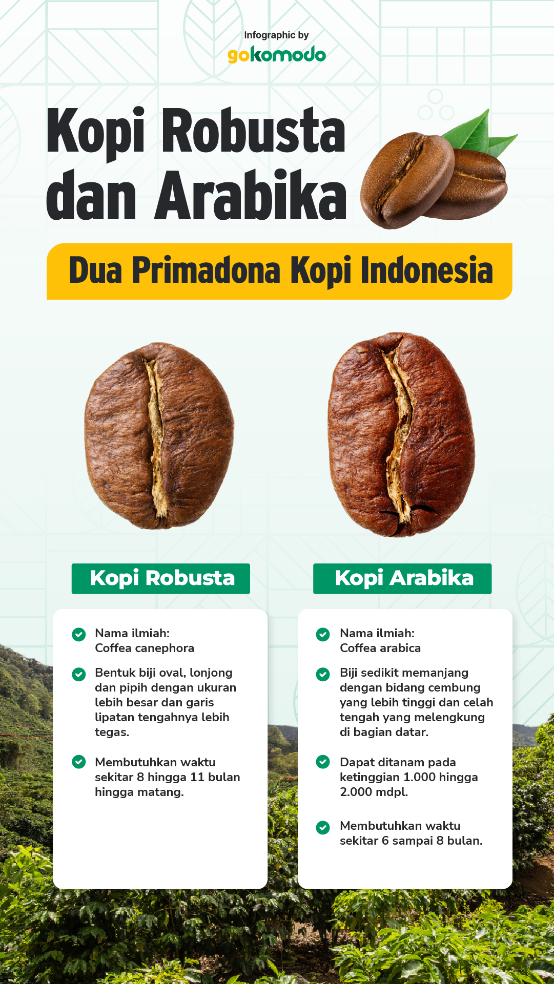 Suka Kopi Tapi Tidak tahu Karakteristik Buah Kopi? Rugi Dong! Baca Dulu ...