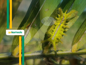 Ulat Api Pada Kelapa Sawit Sangat Membahayakan. Jangan Sampai Terserang ...